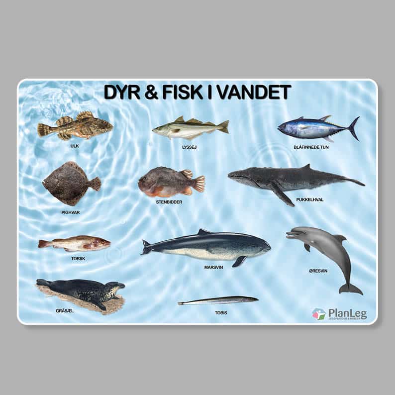 Læringstavle Dyr og fisk i vandet | Køb til legepladser og uderum